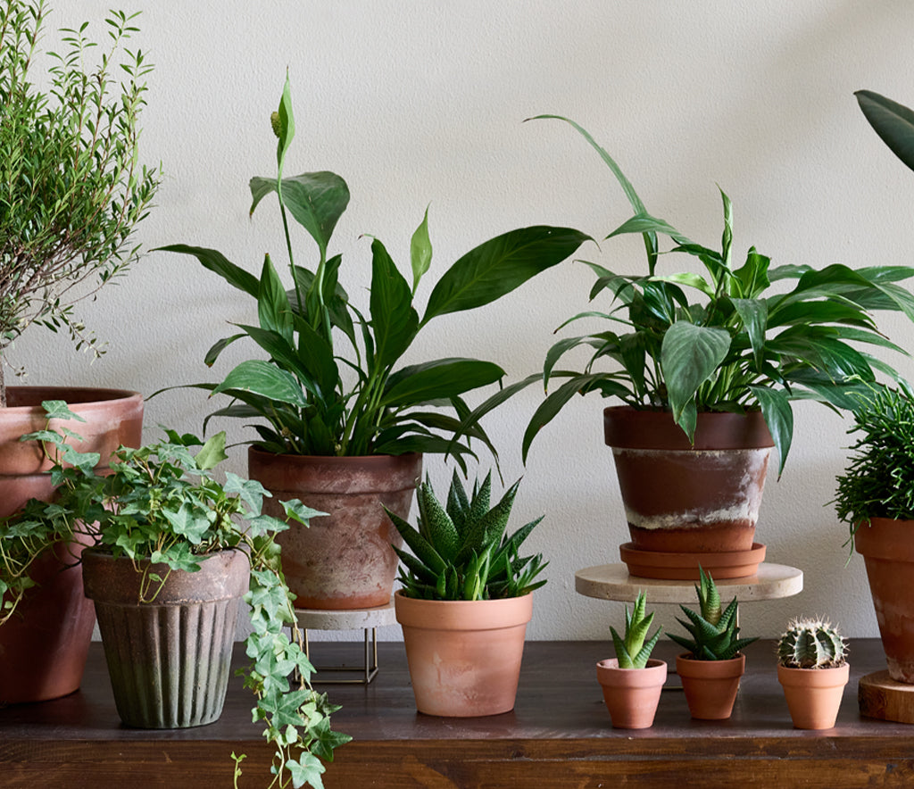 Best Indoor Potted Plants For Your Home and Garden – Plntd