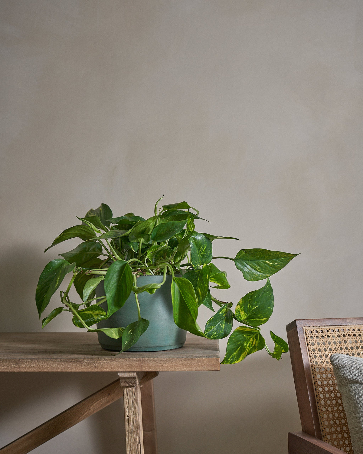 Best Indoor Potted Plants For Your Home and Garden – Plntd