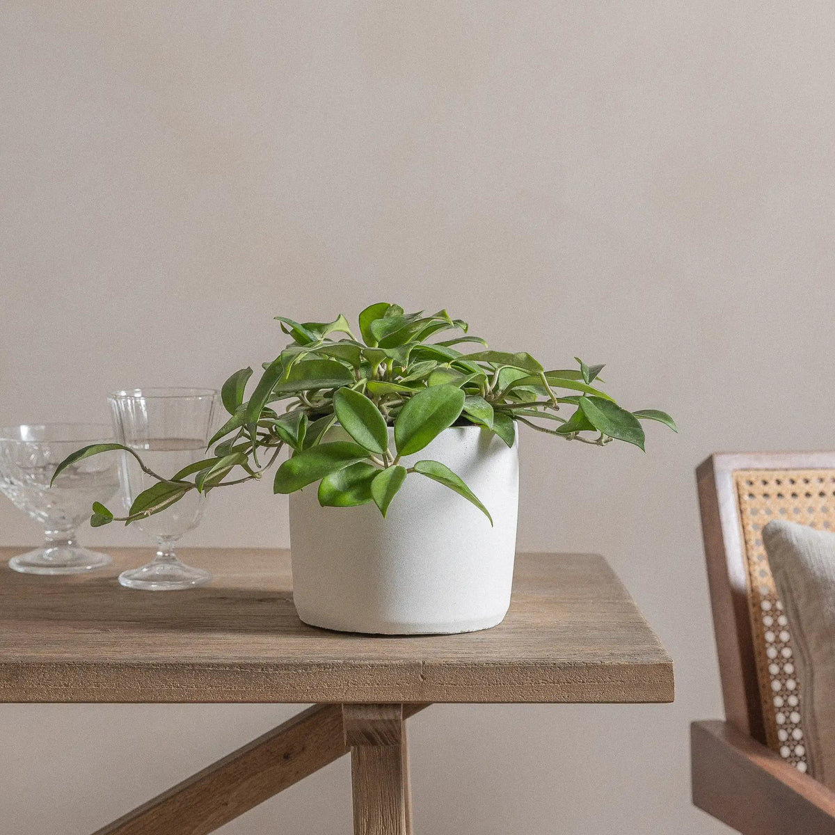 Shop Honey Plant (Hoya), Indoor Plants - Plntd