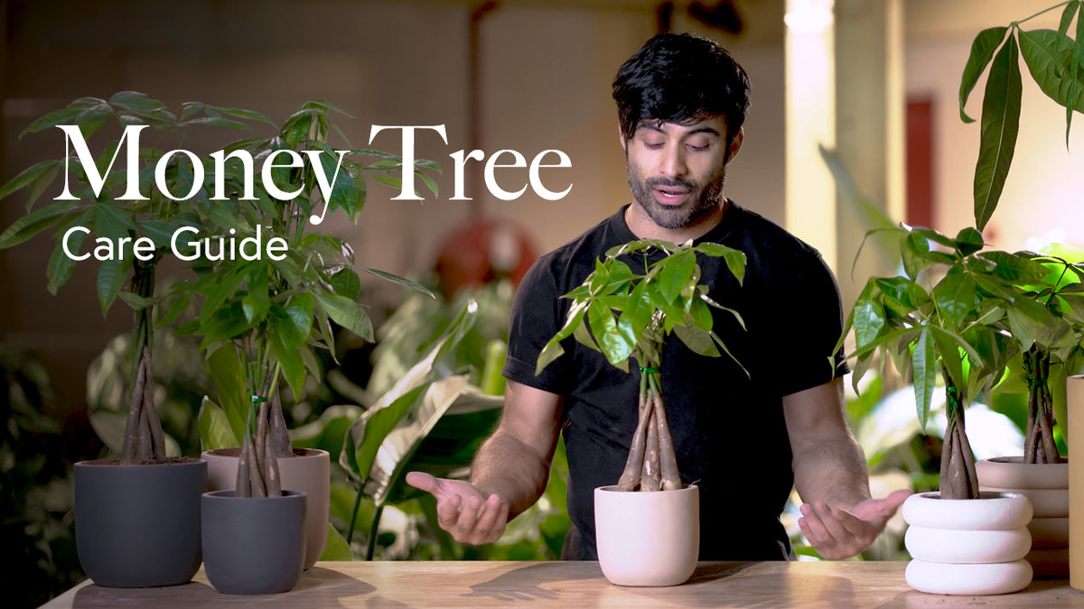 Money Tree Plant Care – Plntd