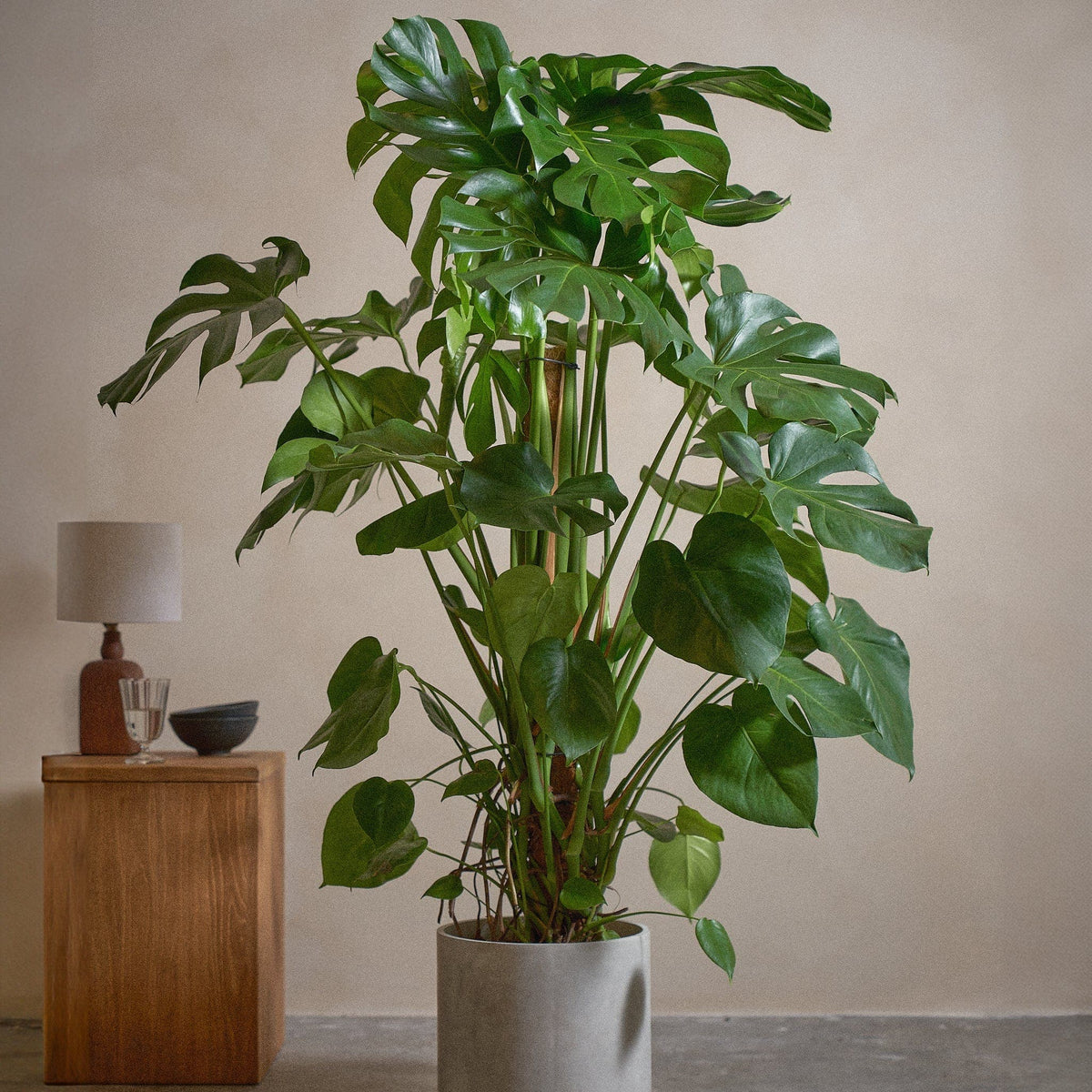 Swiss Cheese Plant (Monstera) - Indoor Potted Plant | Plntd