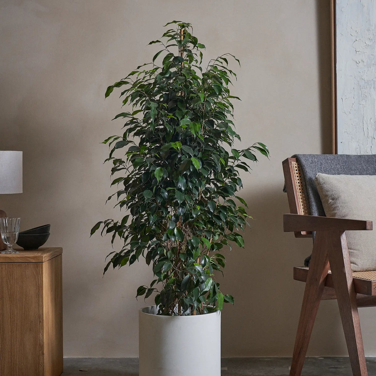 Shop Teardrop Tree (Ficus Benjamina), Indoor Plants - Plntd