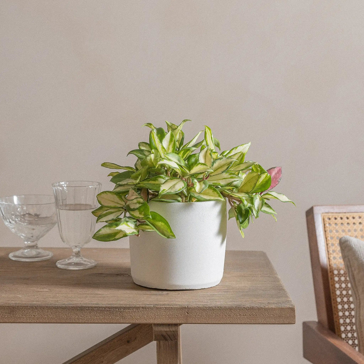 Shop Variegated Honey Plant (Hoya), Indoor Plants - Plntd