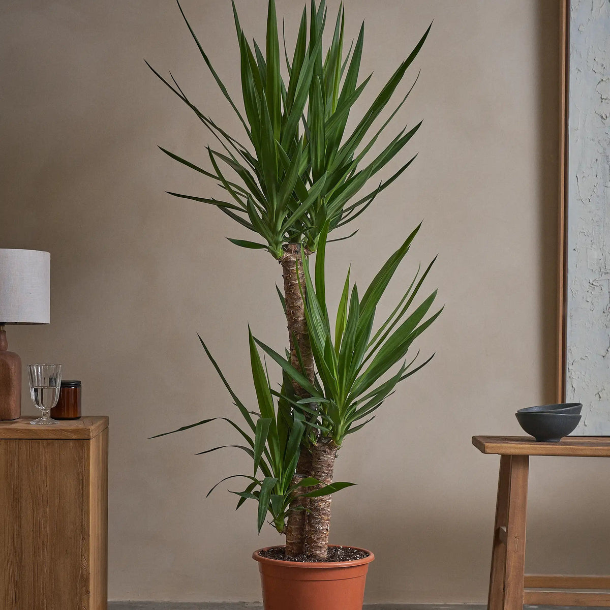Shop Yucca Tree, Indoor Plants - Plntd