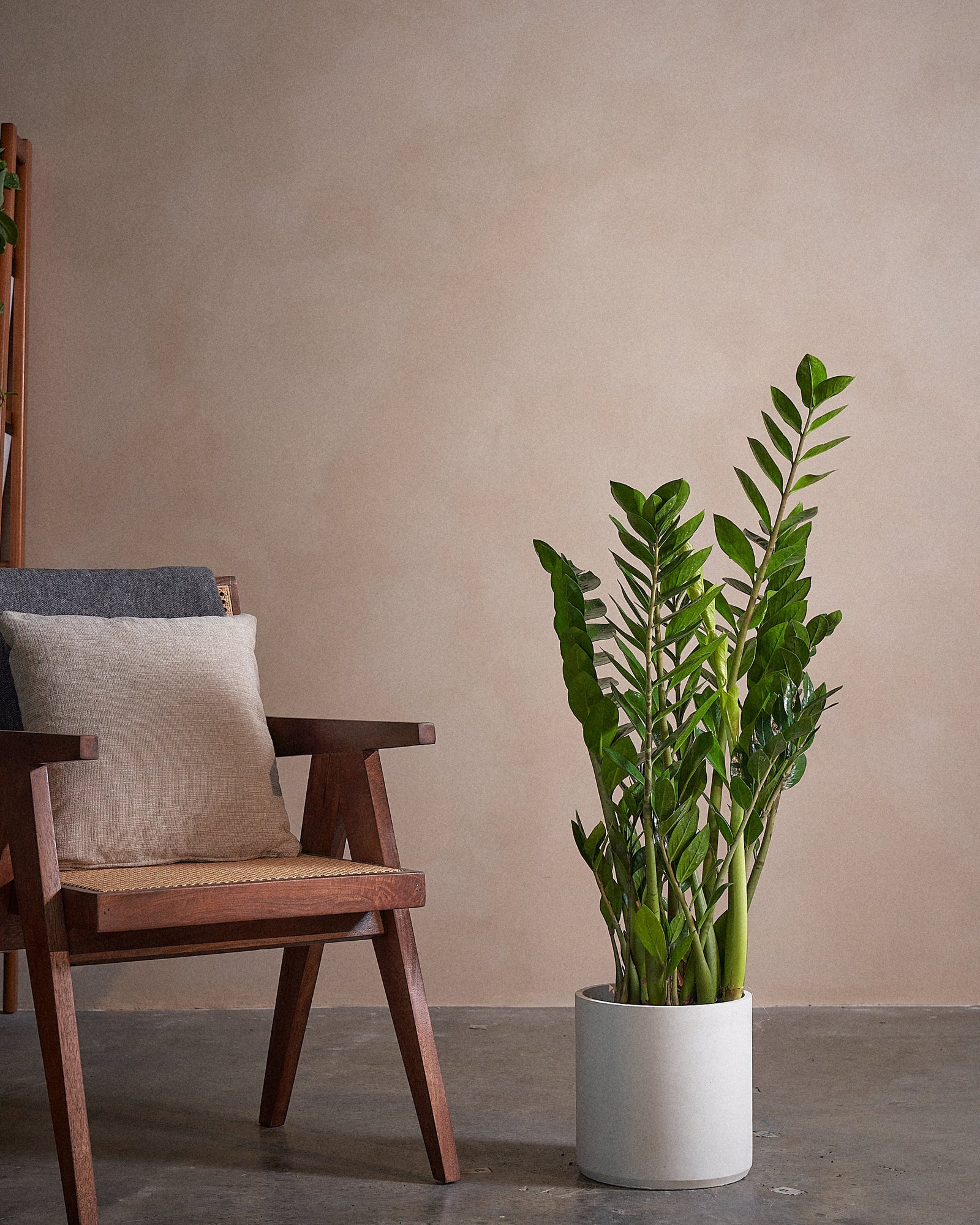 Indoor Plants in UAE | Indoor Plants in Dubai - Plntd